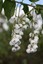 Chiococca alba snowberry Milkberry rare florida native white berry seed ...