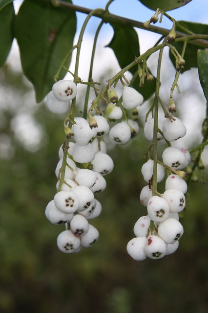 Chiococca Alba Snowberry Milkberry Florida Native White Berry Seed 100 ...
