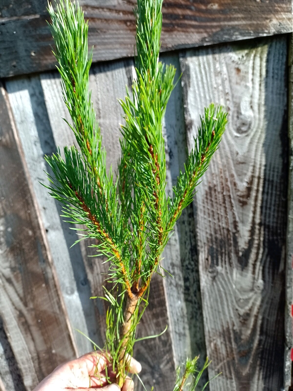 scots pine (Pinus sylvestris) bonsai starter tree 2 years old + moss ...