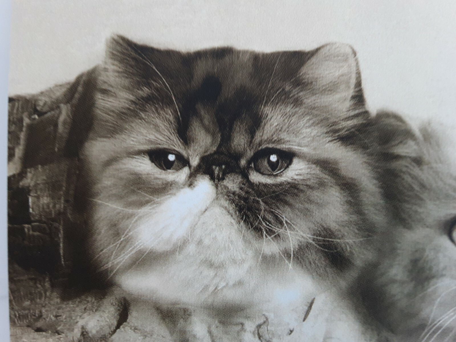 Vintage Cats Blank Greeting Cards Cats Mount Rushmore includes Envelope ...