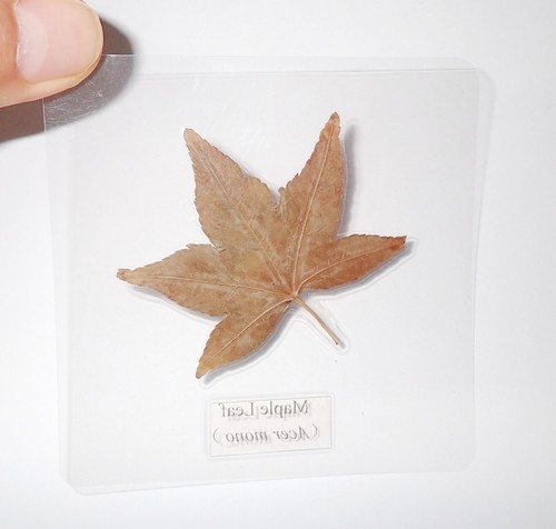 Laminated Japanese Maple Leaf Specimen in 90 mm Clear Plastic Sheet | eBay
