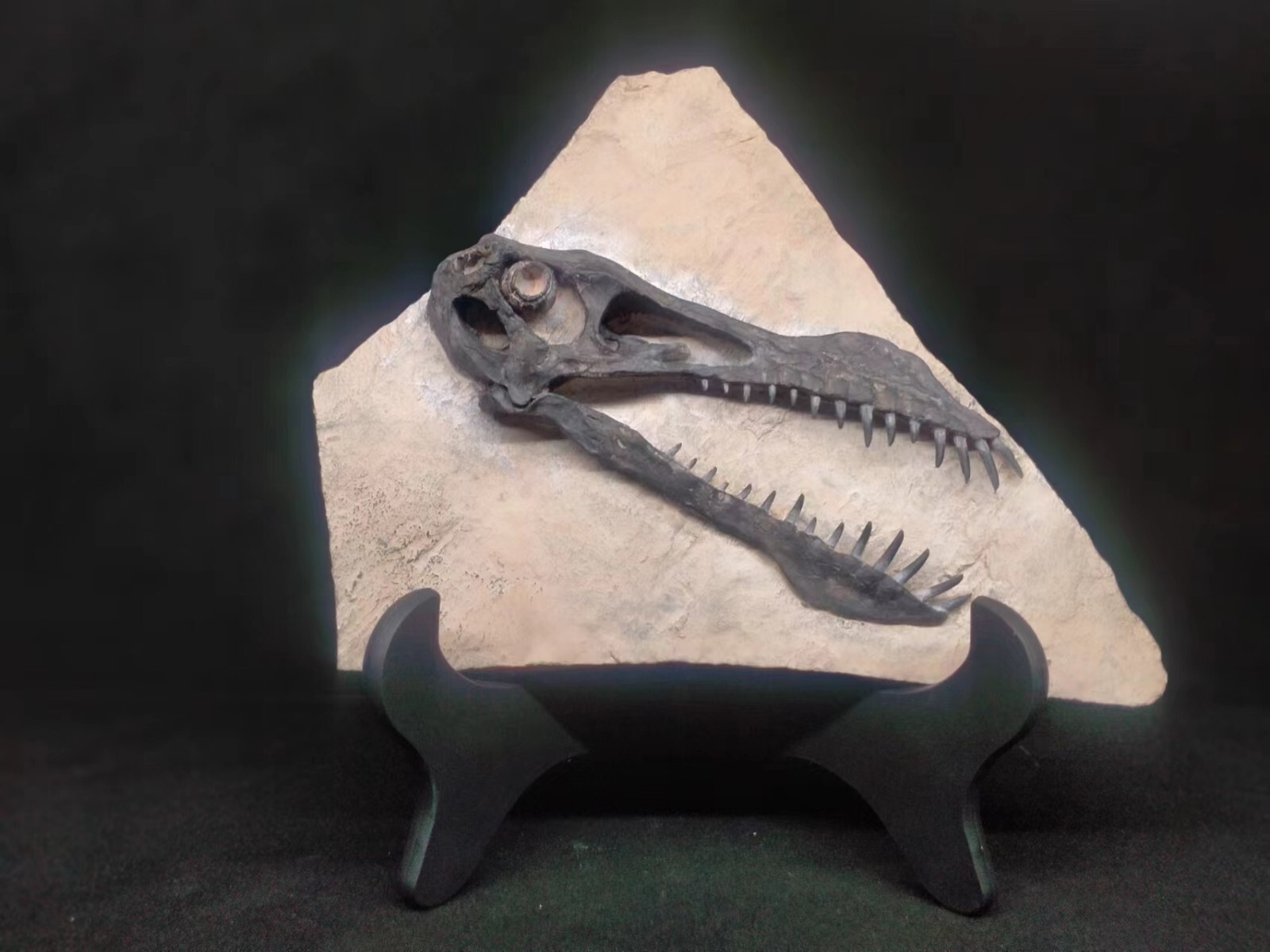 Pterosaur Fossil Replica