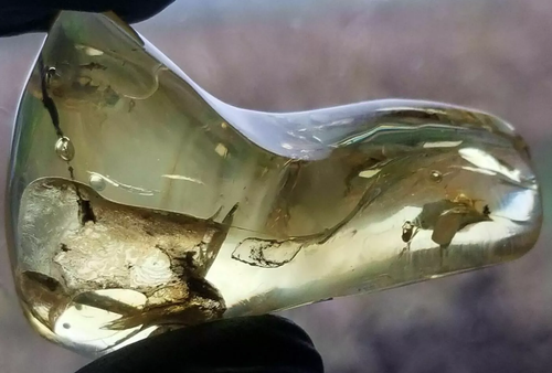 Baltic Amber Polished stone natural insect inside Pendant 8.6 g Necklac ...