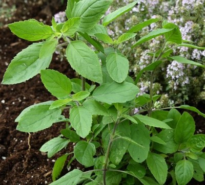Herb Holy Basil x 1 plug plants seedling Ocimum sanctum ' Holy Green ...