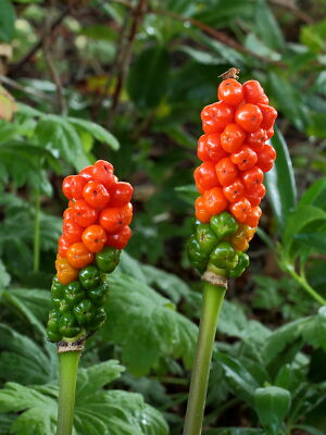 50 ARUM ITALICUM Seeds (Italian Arum) | NON-GMO | Free shipping ...
