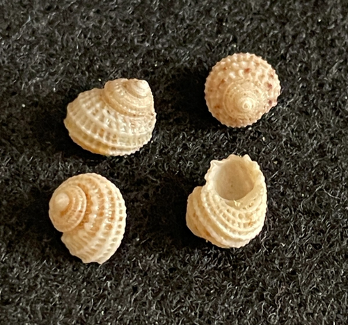 4 Vaceuchelus clathratus A. Adams 5 mm - 6 mm Australia | eBay