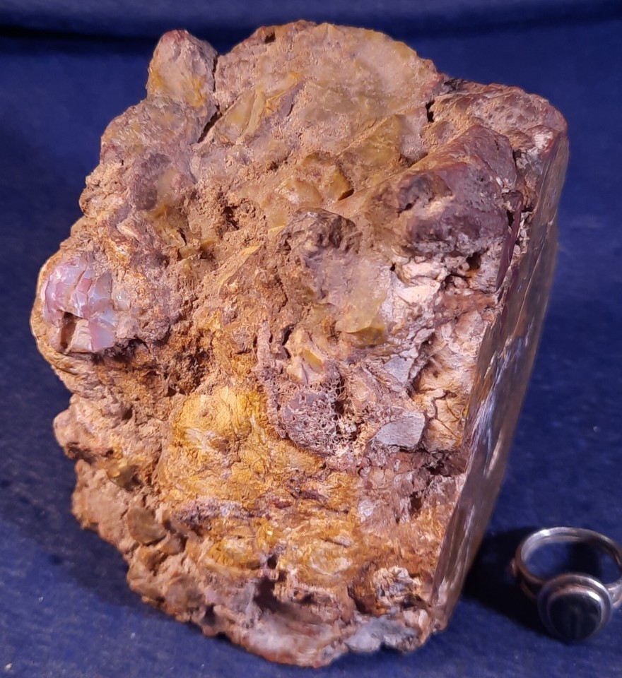 DINOSAUR COPROLITE from WYOMING - POLISHED - GEM GRADE - STANDING ...