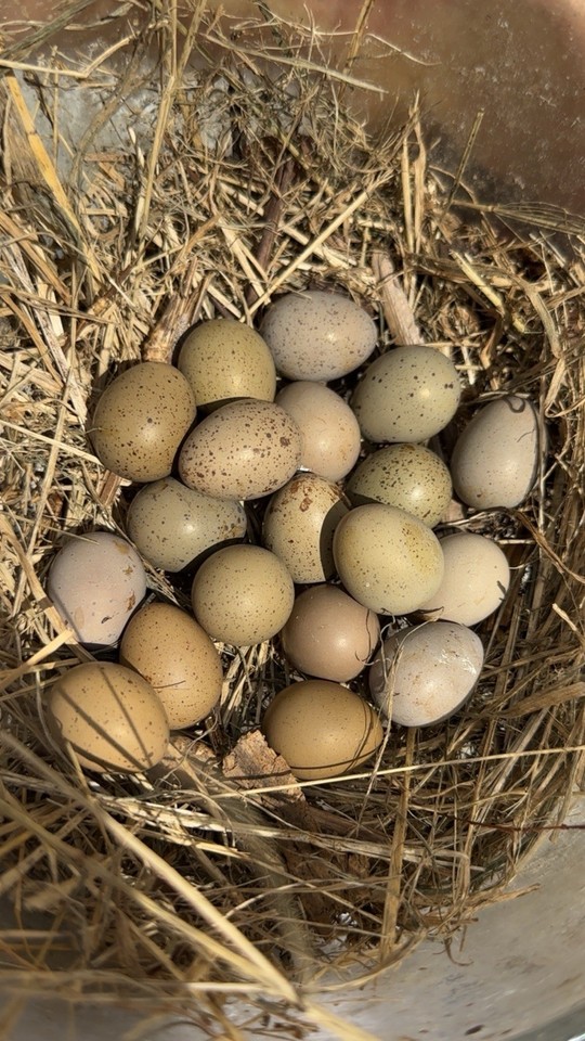 6+ Button Quail Hatching Eggs — 4 Pure Strains — Bred Separate | eBay