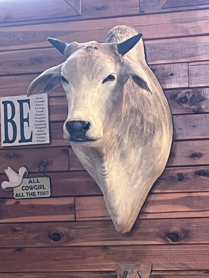 Brahma Bull Shoulder mount taxidermy | eBay