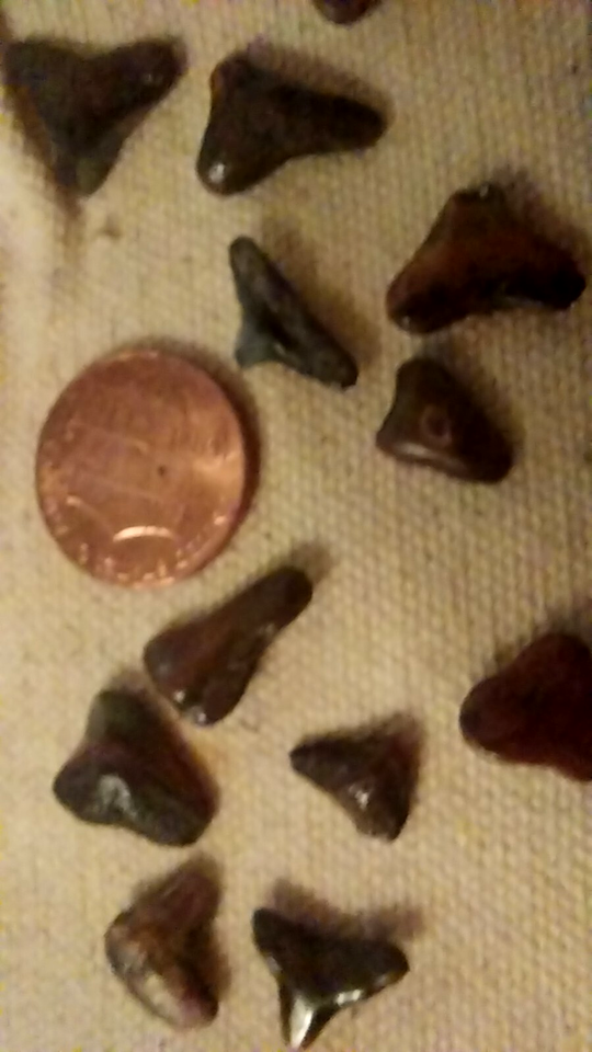 15 small Shark Teeth free ship | eBay