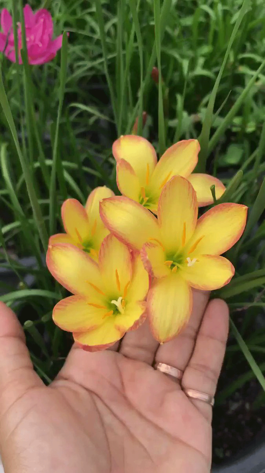 5 BULBS KING RANSAM RAIN LILY ZEPHYRANTHES ROSEA .FLOWERING SIZE. | eBay