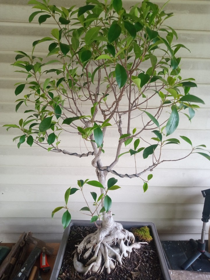 Ficus Root Over Rock Bonsai | eBay