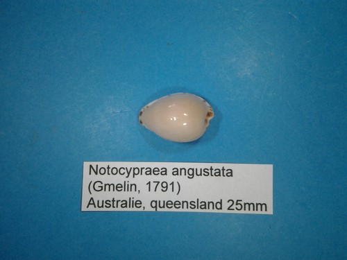 Notocypraea angustata cypraea coquillage | eBay