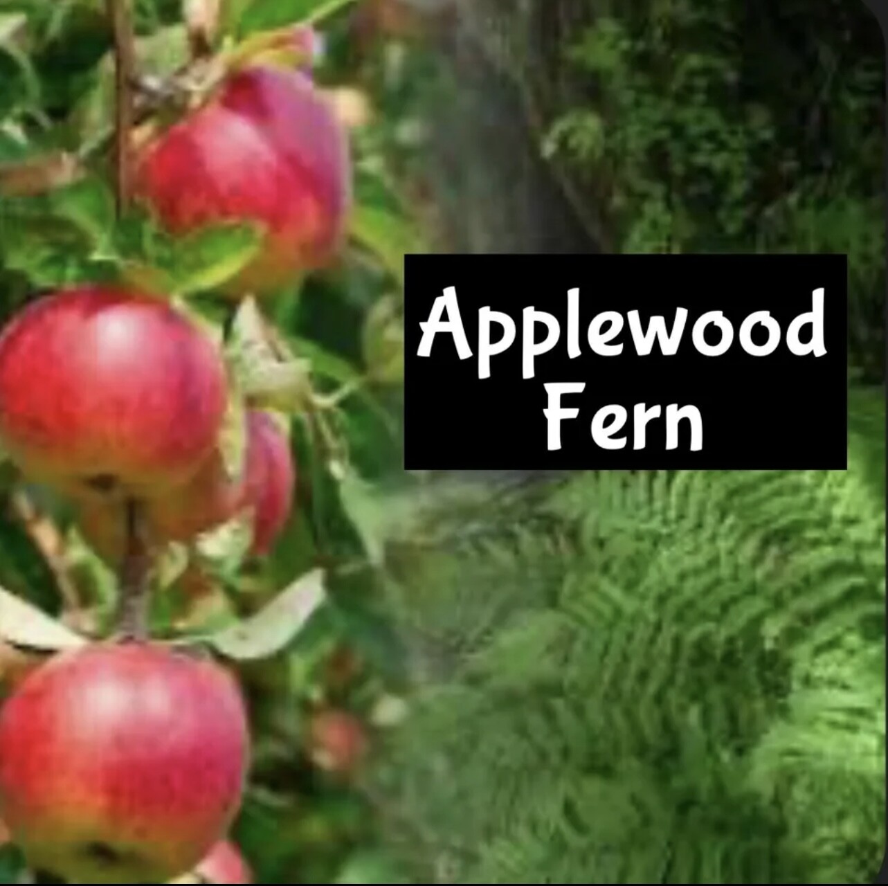 APPLEWOOD FERN Perfume Cologne EDP Body Wash Splash Lotion Bath ...
