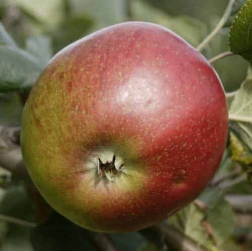 Lot De 10 Graines De Pommier Franc Malus Communis Semences Graines ...