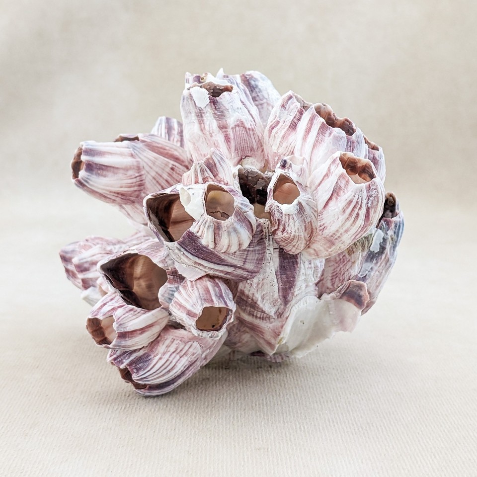 Ocean Pink Purple Barnacle Coral Cluster Coast reef aquarium ...