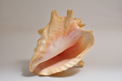 Queen Conch Shells
