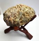 Golden Drusy Crystal Brain Geode North Carolina on Display Carved Wood ...
