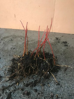 Snake bark maples, bare-root seedlings, 3 to 5 inches high, 10 trees ...