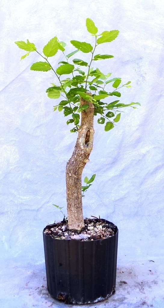 Hybrid Poplar Bonsai Tree Forest Cuttings to Grow - Easy to Grow Indoor ...