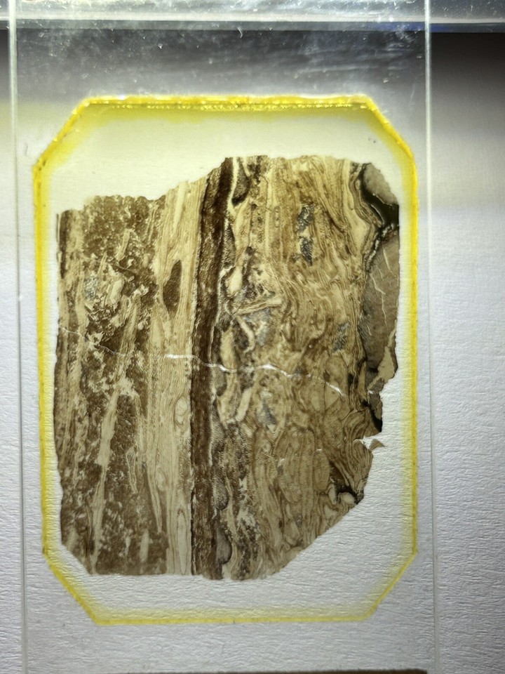 Antique Microscope Slide. Coal Fossil Radial Of Cortex Sigillaria. By ...