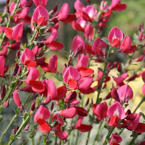 Cytisus Boskoop Ruby Broom Garden Plant Pink Spring Flowers | 19cm/3L ...