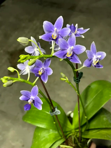Rare phalaenopsis equalacea ll, ultra prolific, blue orchid, POWERFUL ...