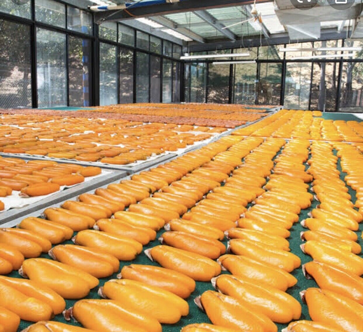 Mullet Roe Sun Dried Or Smoked Fresh Australian Sea Mullet Bottarga ...