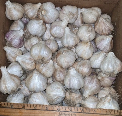 5 lbs Garlic Bulbs German Extra-Hardy Hardneck Garlic 2025 Harvest | eBay