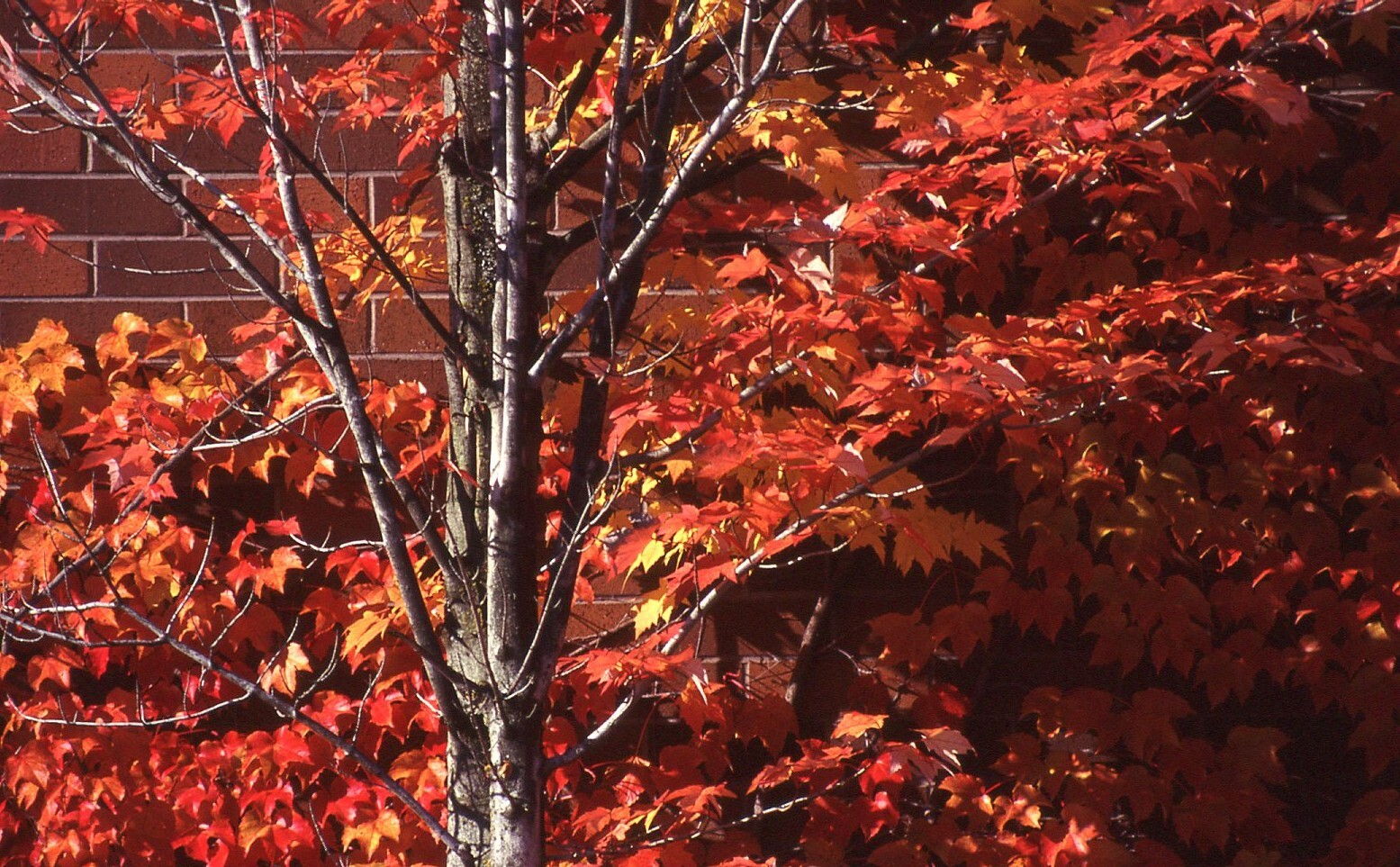 35 MM Color Slides Pro Photo Fall Autumn Red Leaves Trees 1996 #9 | eBay