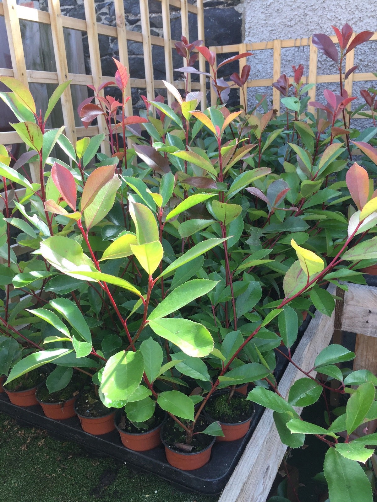 15 Red Robin Hedging Photinia Evergreen Plants Fast Growing 25-30cm ...