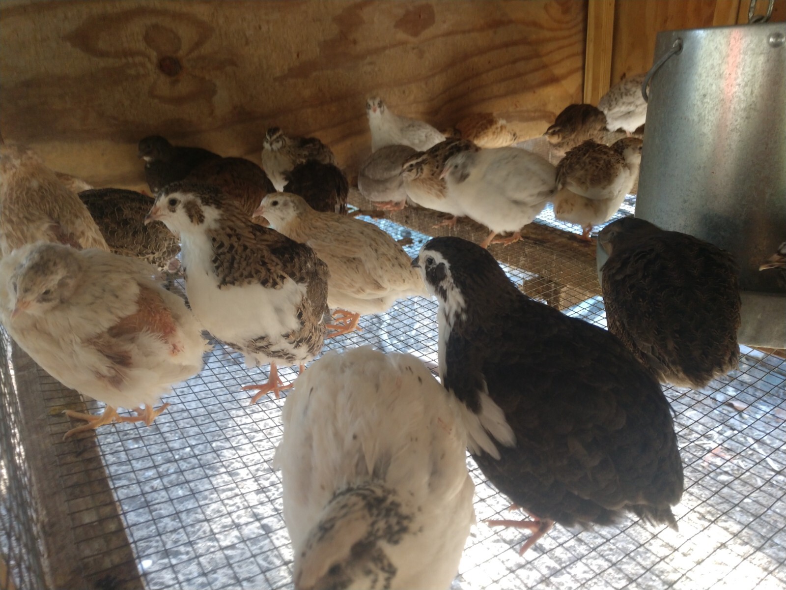 Coturnix quail hatching eggs - Various colors 12ct | eBay