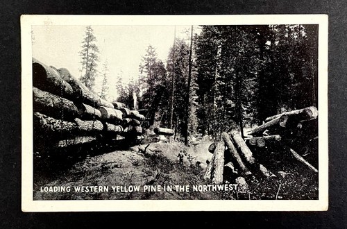 1940s Loading Western Yellow Pine Trees Northwest Forest Vintage RPPC ...