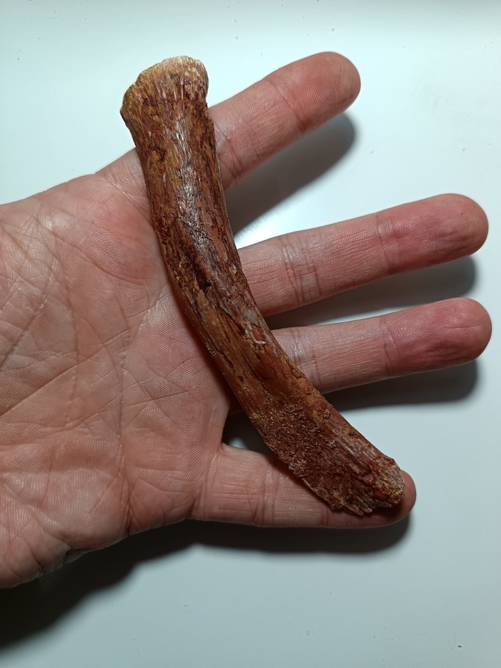 Cretaceous Kem Kem Mawsonia Coelacanth Prehistoric Fish Quadrate Bone ...