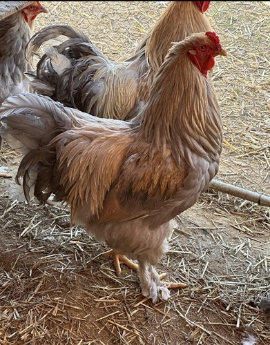 12 ++ Isabel Brahma Hatching Eggs | eBay