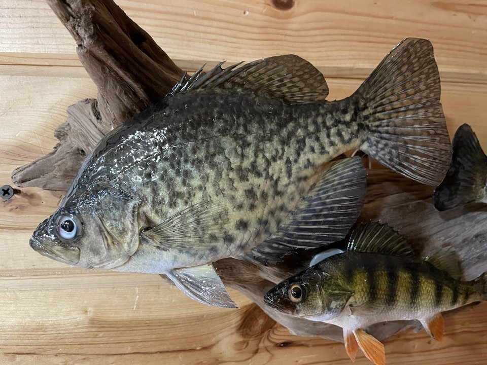 New Real Skin Sunfish Fish Taxidermy Wall Mount On Driftwood Beautiful ...