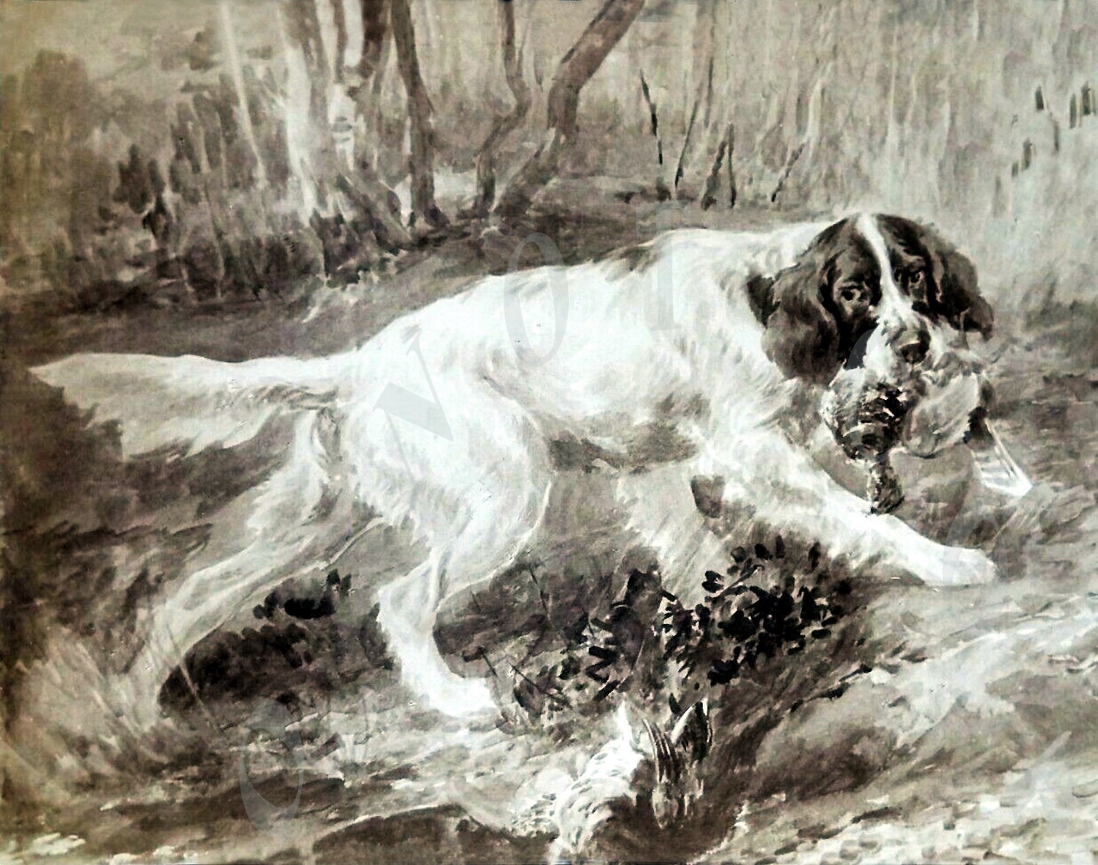 ANTIQUE REPRO OSTHAUS RUFFED GROUSE HUNTING ENGLISH SETTER 8X10 PHOTO ...