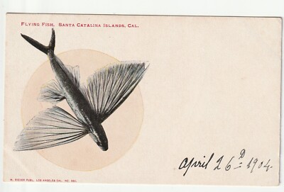 ANIMAUX - Poissons Fish - Flying Fish Santa Catalina Islands CAL. | eBay