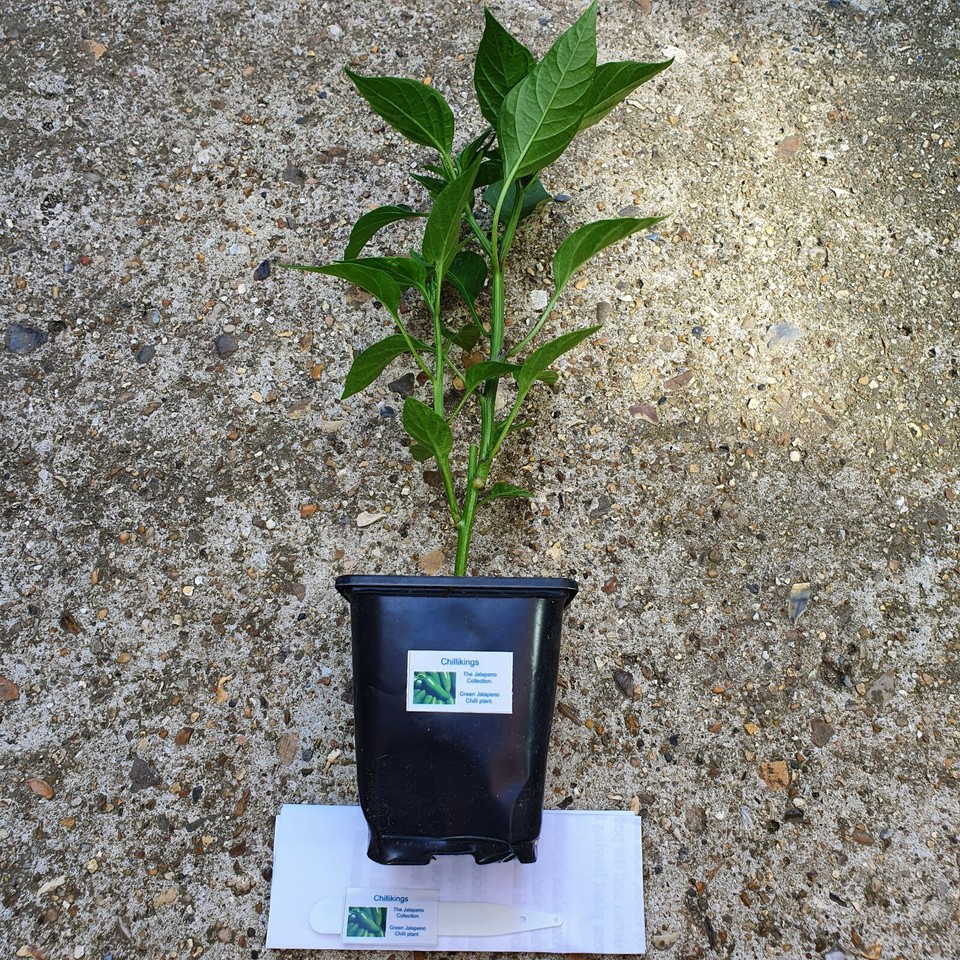 Any 1x Of Our Large Chilli Plants In a 12cm Pot!!! Chillikings!!! Ready ...