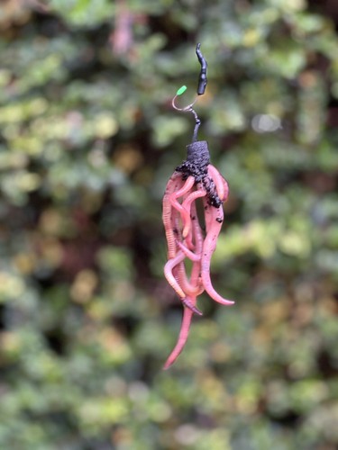 Carp/Catfish Worm Rig X 3 + 3 FREE spare swivel and bands | eBay UK