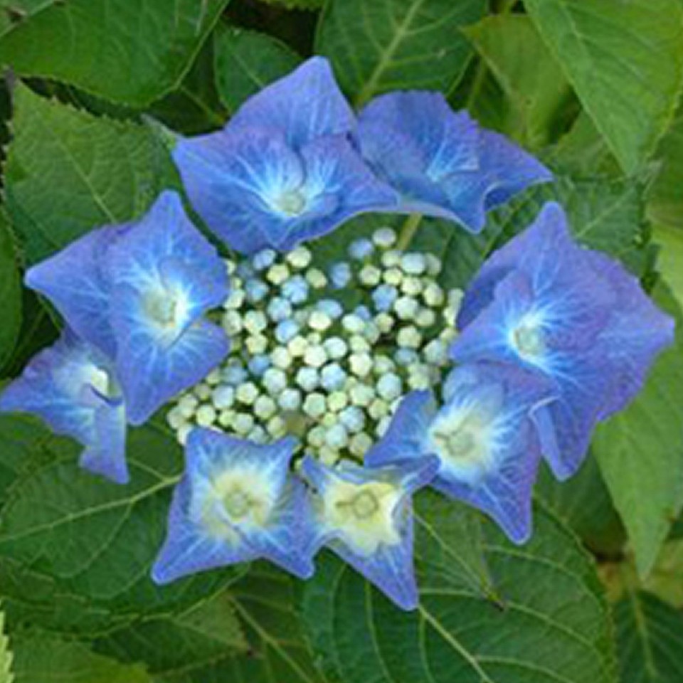 Hydrangea Macrophylla Teller Blue Deciduous Outdoor Hardy Shrub Plant ...