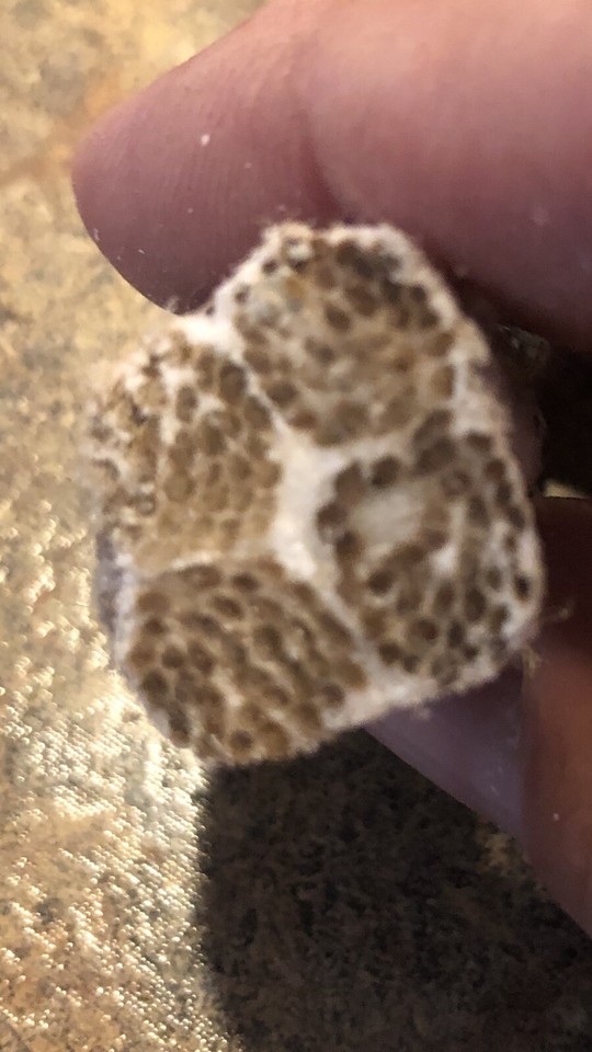 The“FIRE INSTIGATOR”🔥 100% Weatherproof Fire Starter Made In The USA🇺🇸 ...