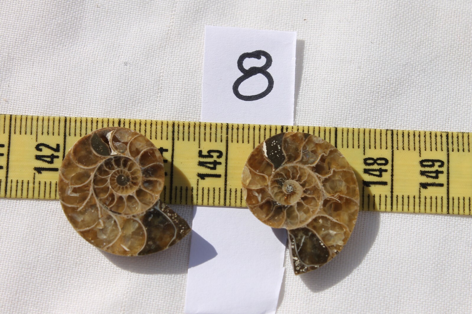 Fossilized Snail Ammonites Natural Specimen 26x22x8mm/ #8-2pc | eBay