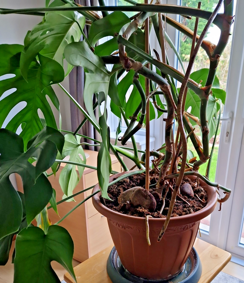 Monstera deliciosa indoor houseplant in need of a good home | eBay UK