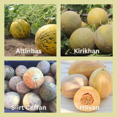 Honigmelonen Set: 4 Sorten Je Sorte 10 Samen, Samenfest, Honigmelone ...