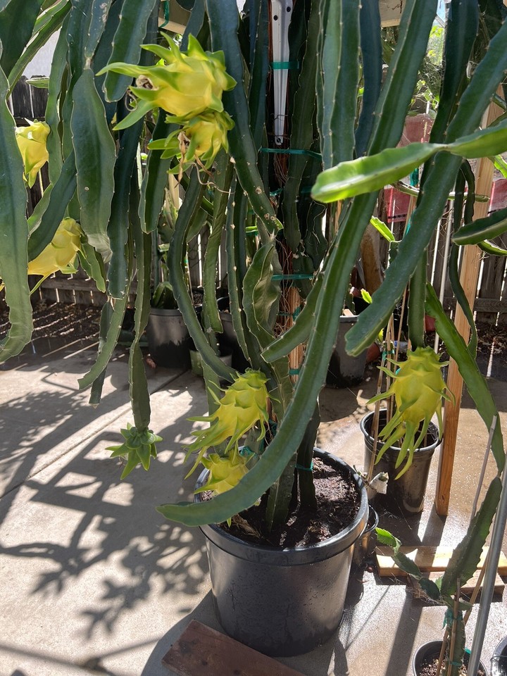 Dragon Fruit “Isis Gold “ Yellow Dragon Fruit 8-12Inches | eBay