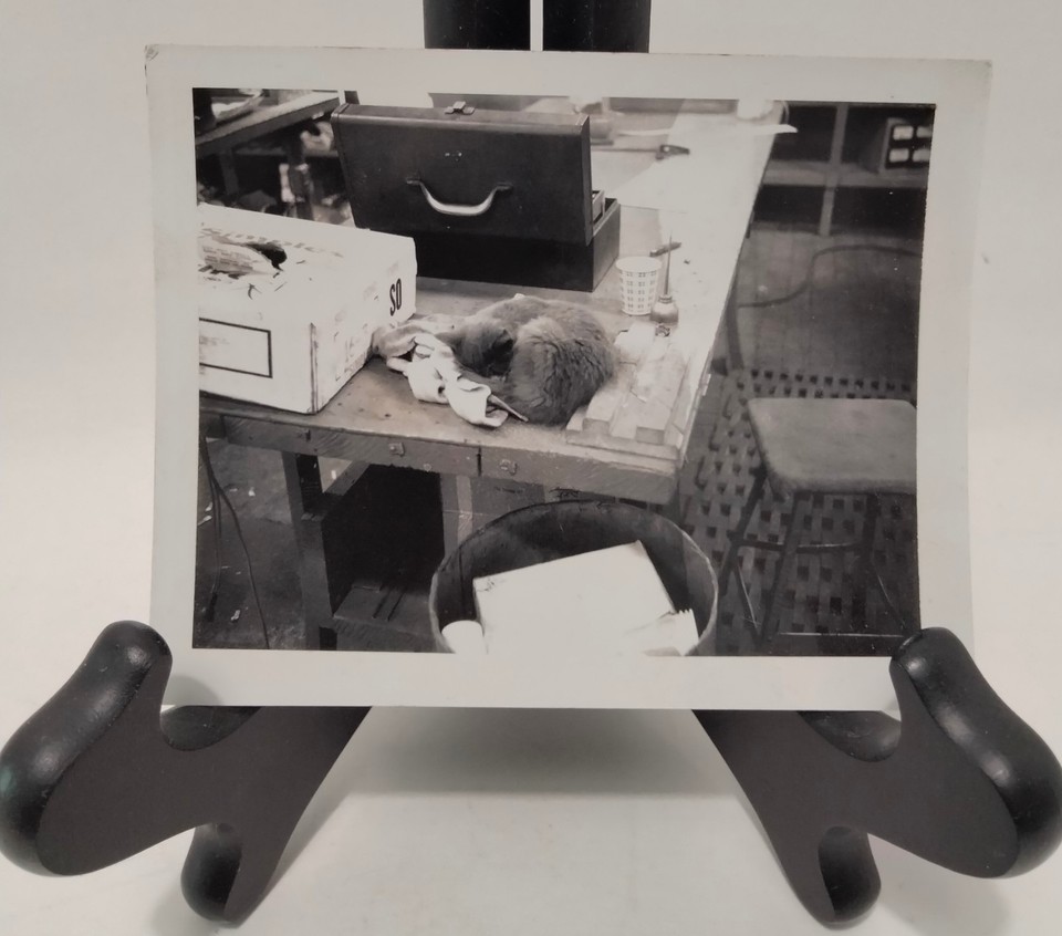 Vintage Photo 1980's Cat Sleep Resting Curled Up On Rag Top Of Work ...