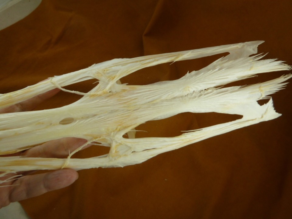 W3-o) 25" Paddlefish skeleton head bill Polyodon spathula spoonbill ...
