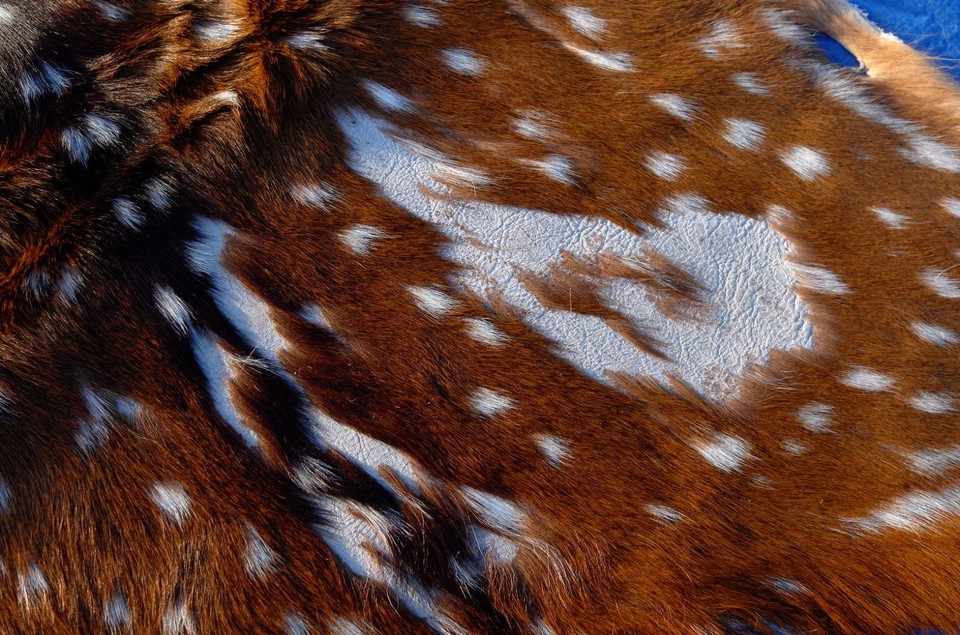 Axis Deer Skin Second Grade Axis Deer Hide Size: 38"X30" Chital deer ...