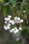Chiococca alba snowberry Milkberry rare florida native white berry seed ...